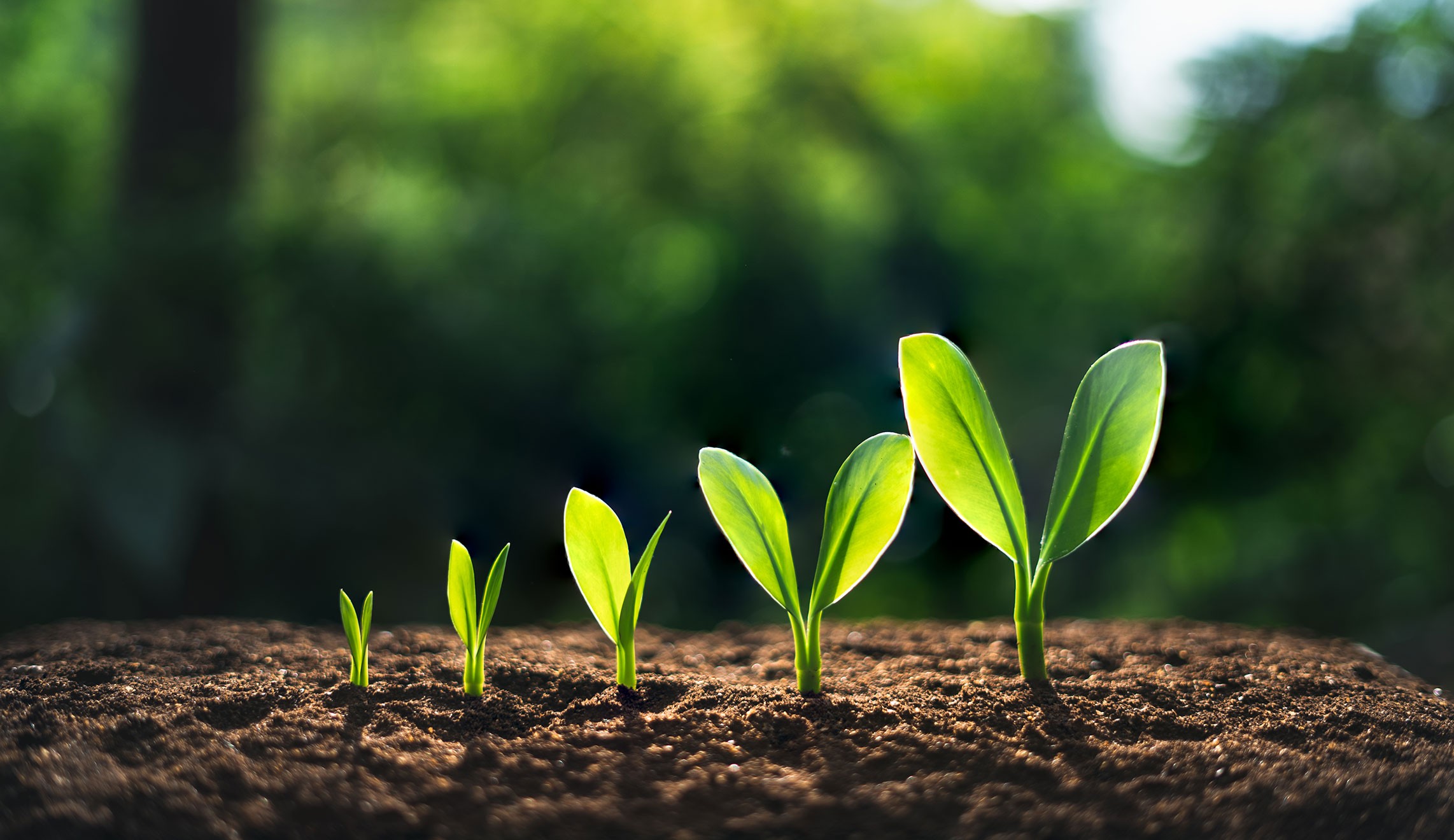 Why planning for business growth matters | Gerald Edelman